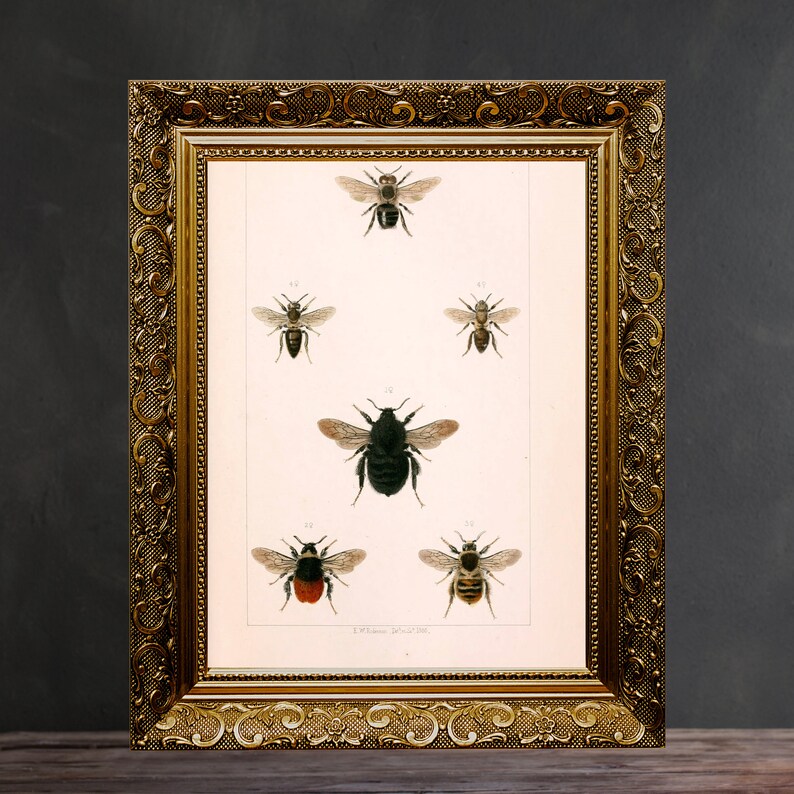 Vintage Bee Print Illustration Set | Antique Bees Wall Art | Dark Moody ...