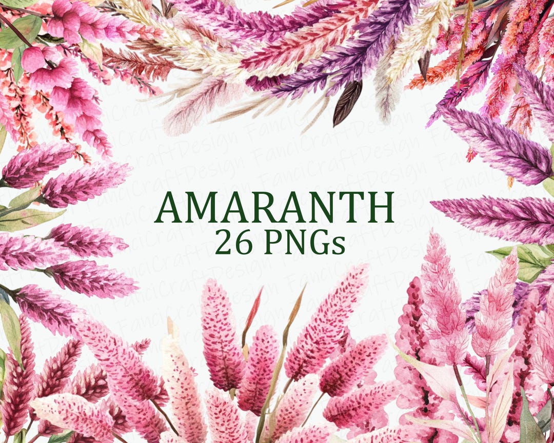 Amaranth Flower 26 Floral Clipart Pack Watercolor Pink Amaranth Flower ...