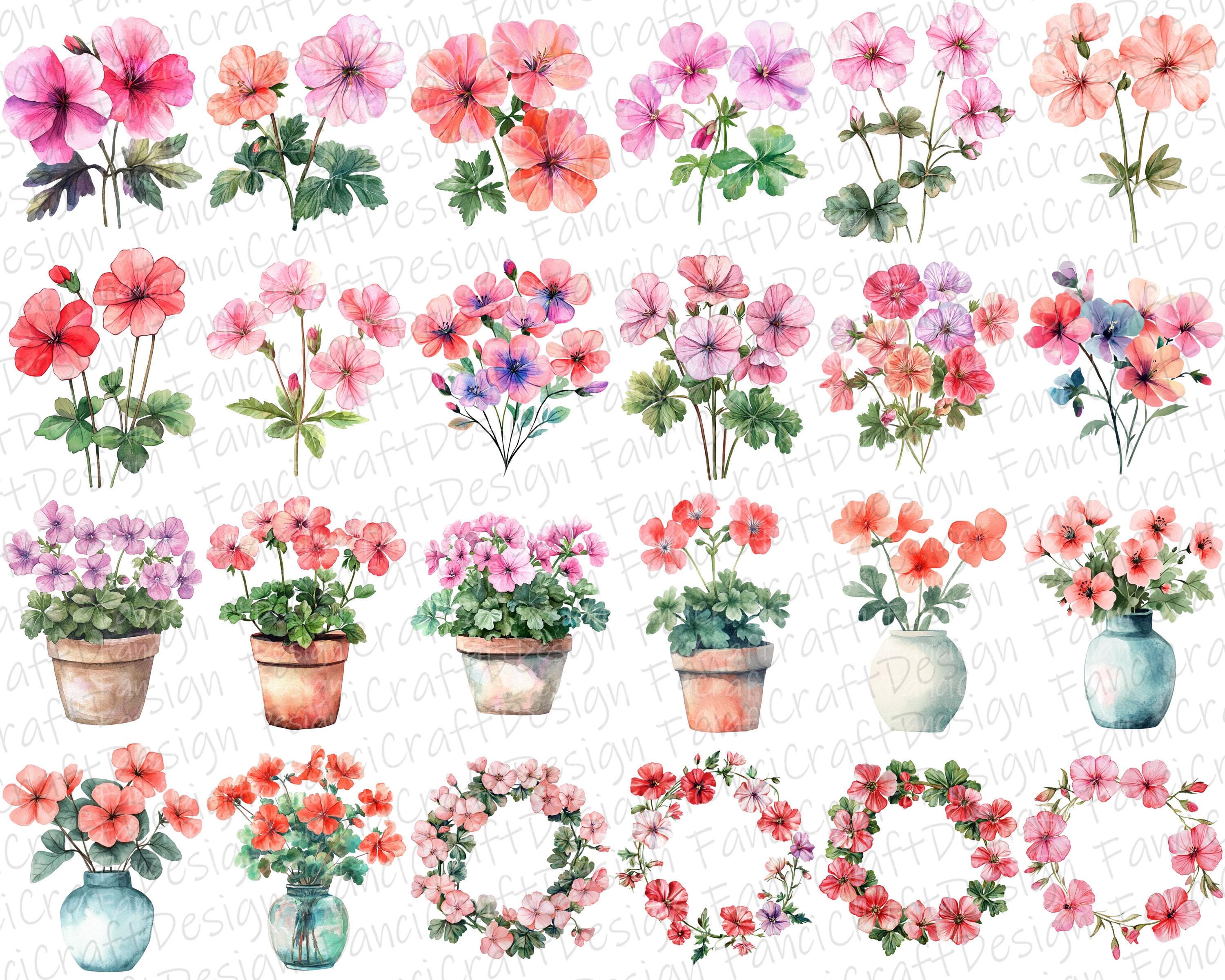 Geranium Flower 24 Floral Clipart Pack Watercolor Geranium Flower ...
