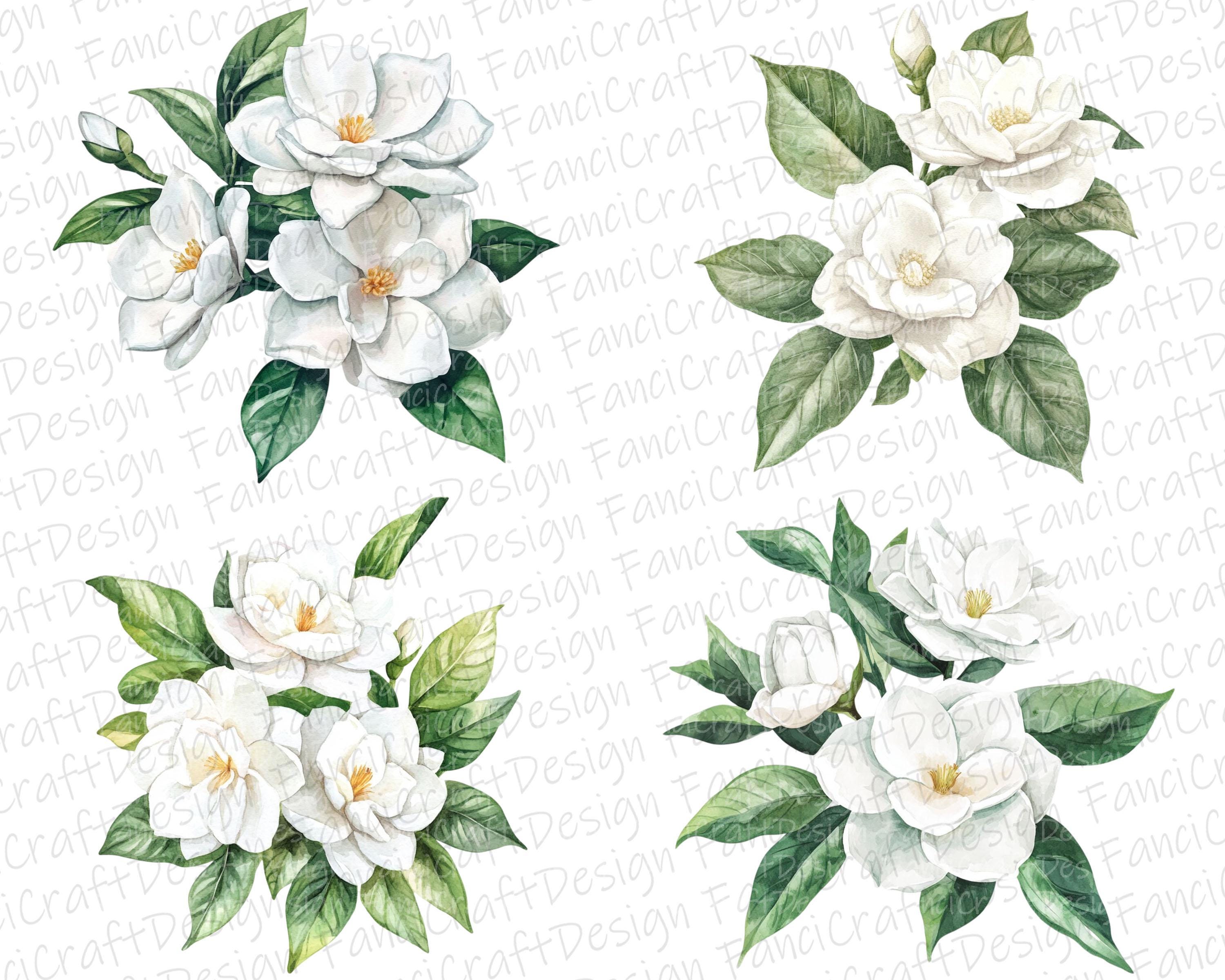 White Gardenia Flowers 24 Floral Clipart Pack Watercolor Printable PNG ...