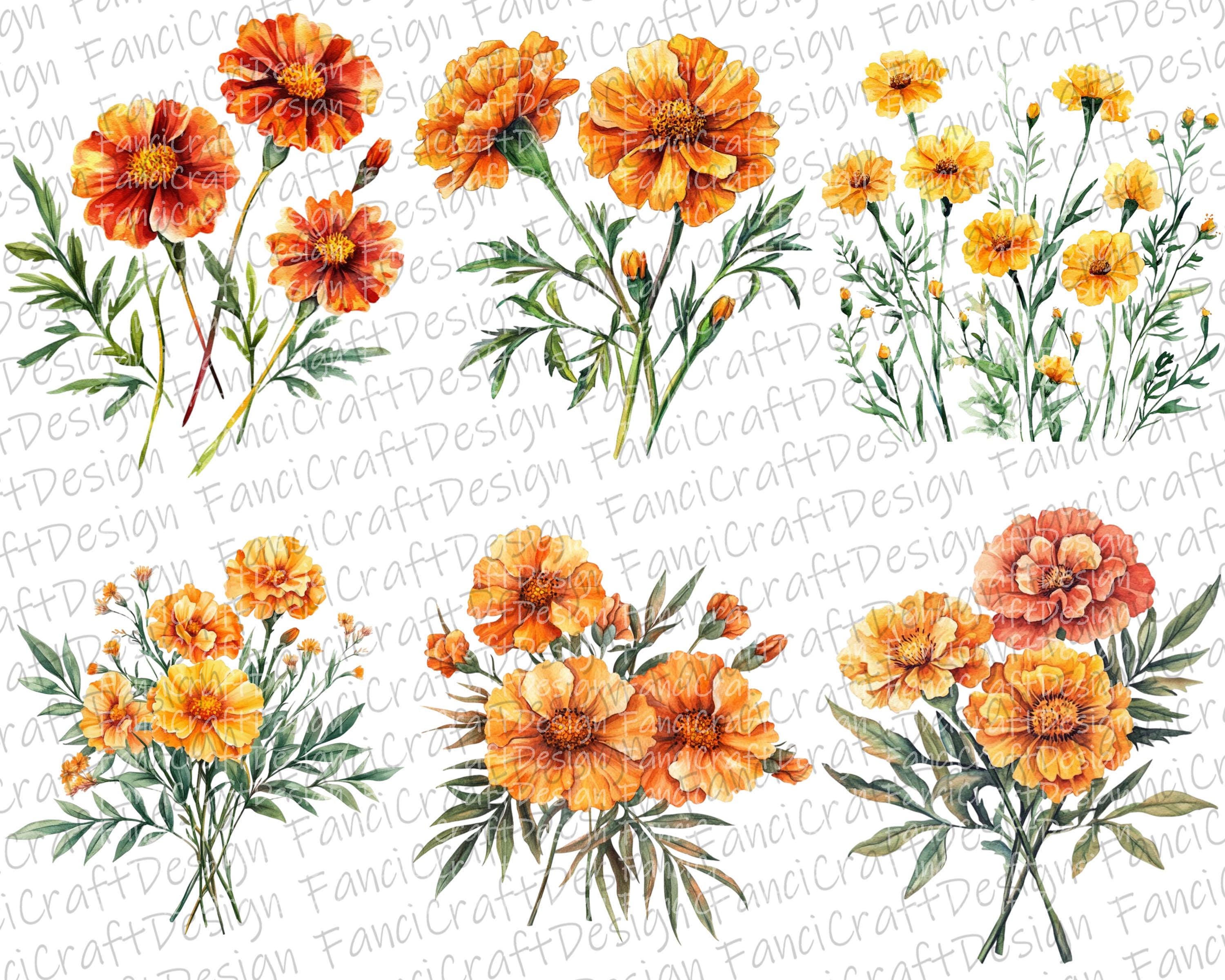 Orange Flower 44 Floral Clipart Pack Watercolor Printable PNG Digital ...