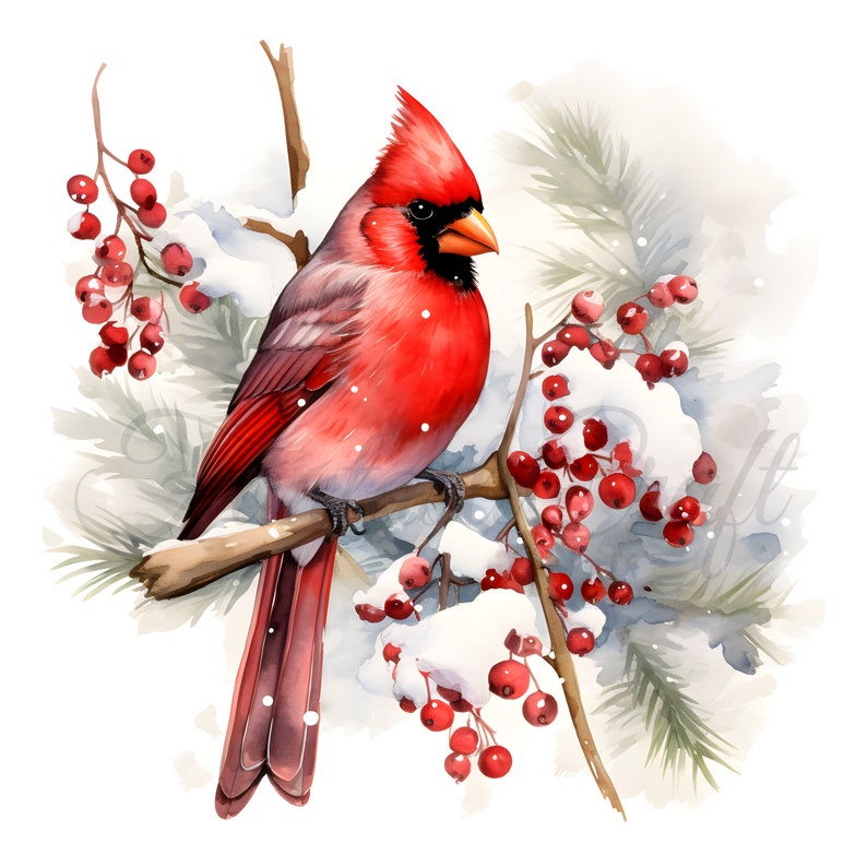 12 Cardinal Red Christmas Clipart Pack Christmas Bird JPG Digital ...