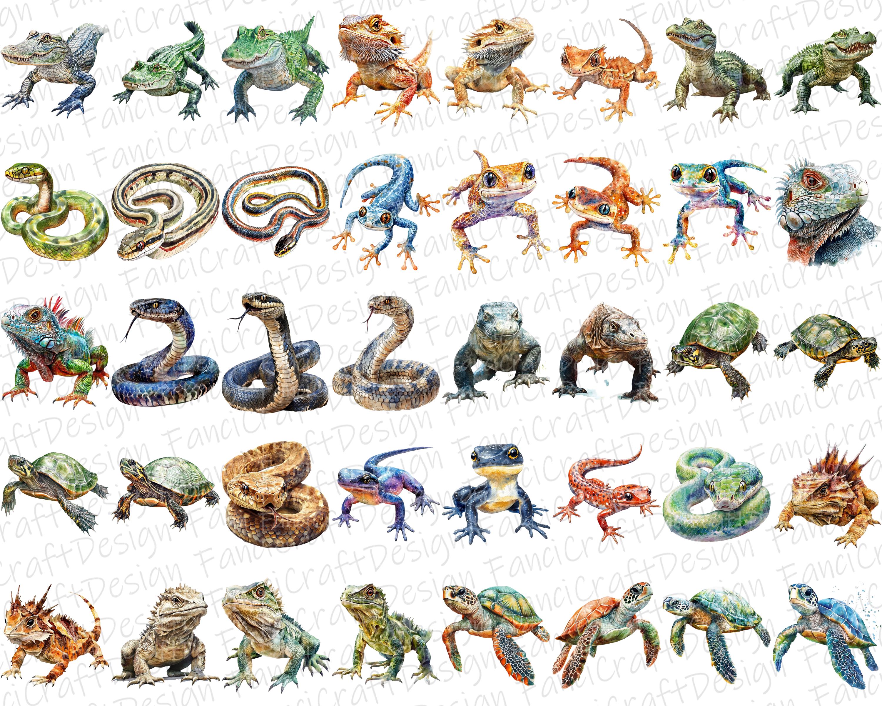 Reptile Turtle Alligator Lizard Snake 40 Animal Watercolor Clipart ...