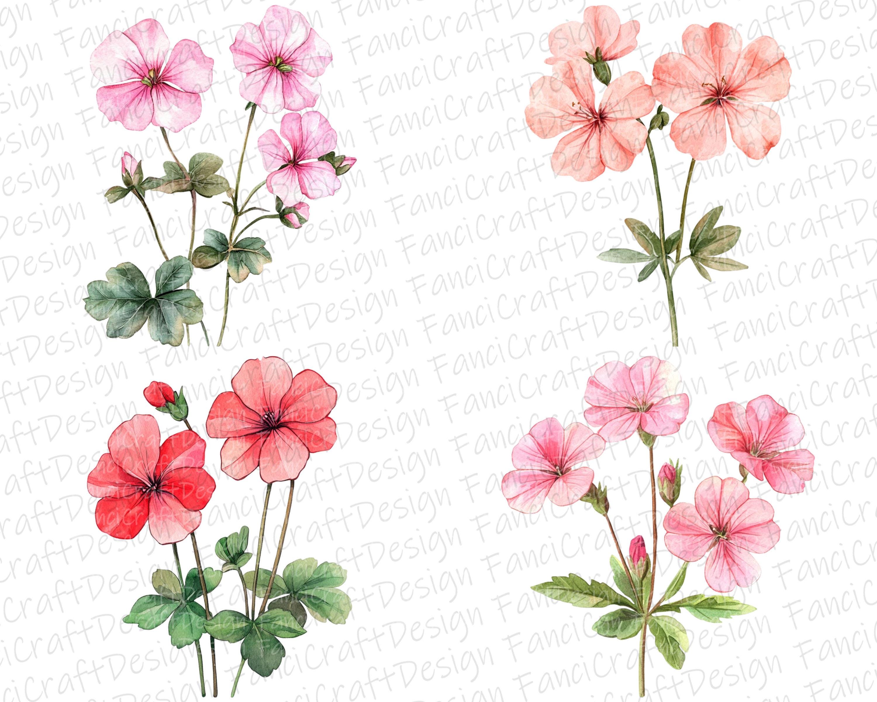 Geranium Flower 24 Floral Clipart Pack Watercolor Geranium Flower ...