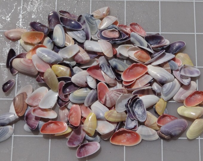 20 Tiny Coquina Shells Florida Gulf, Handpicked, Craft Shells, Shell ...