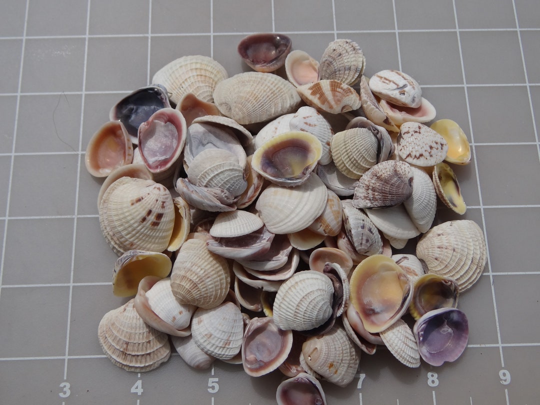 Shells Seashells, Cross Barred Venus, Worn and Unworn - Etsy