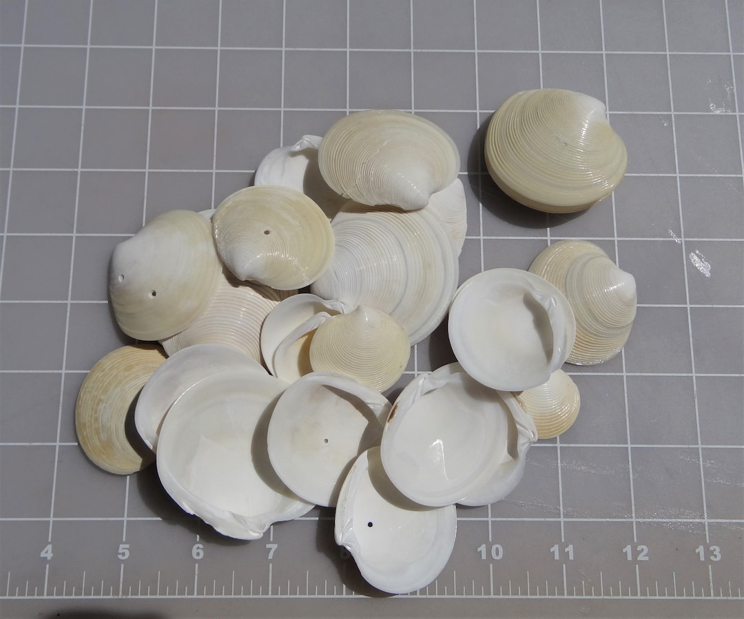 Shells Decoupage Dosina Seashells, Perfect for Decoupage 25 Disc Dosina ...