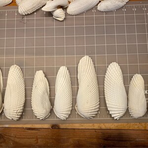 Angel Wings, Shells, Seashells - Etsy