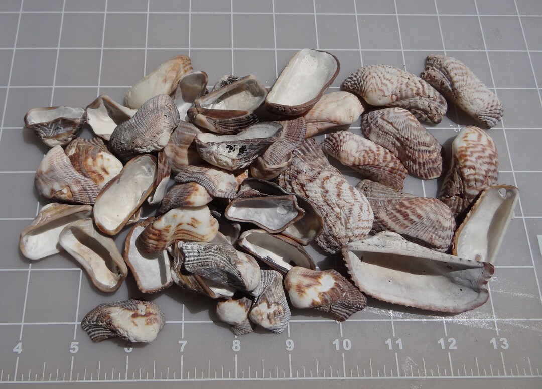 Seashells Mossy Ark and Turkey Wing, FREE SHIPPING Collected From ...