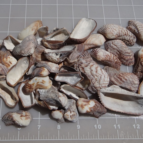 Turkey Wing Shells - Etsy