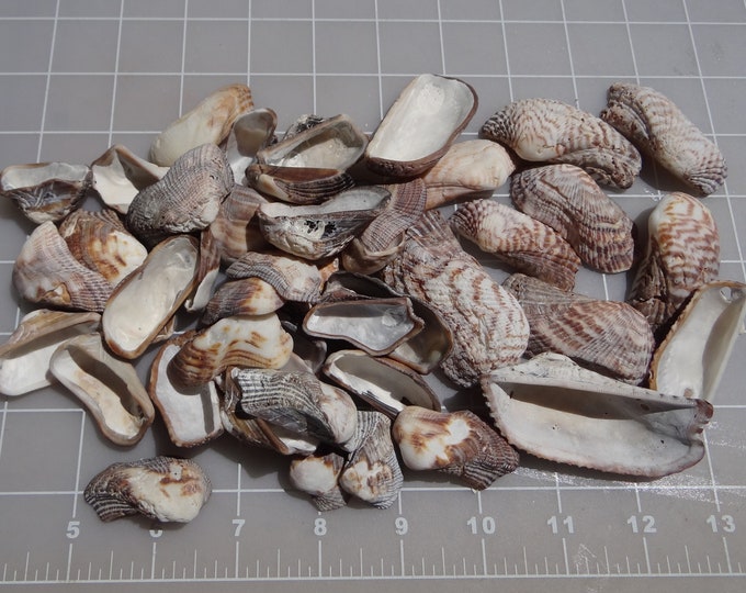 Seashells Mossy Ark and Turkey Wing, FREE SHIPPING Collected From ...
