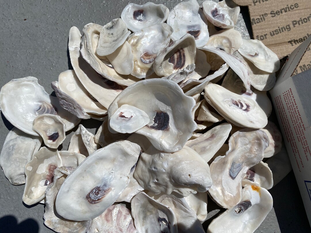 Oyster Shells Seashells Sea Shells Beach FREE SHIPPING - Etsy