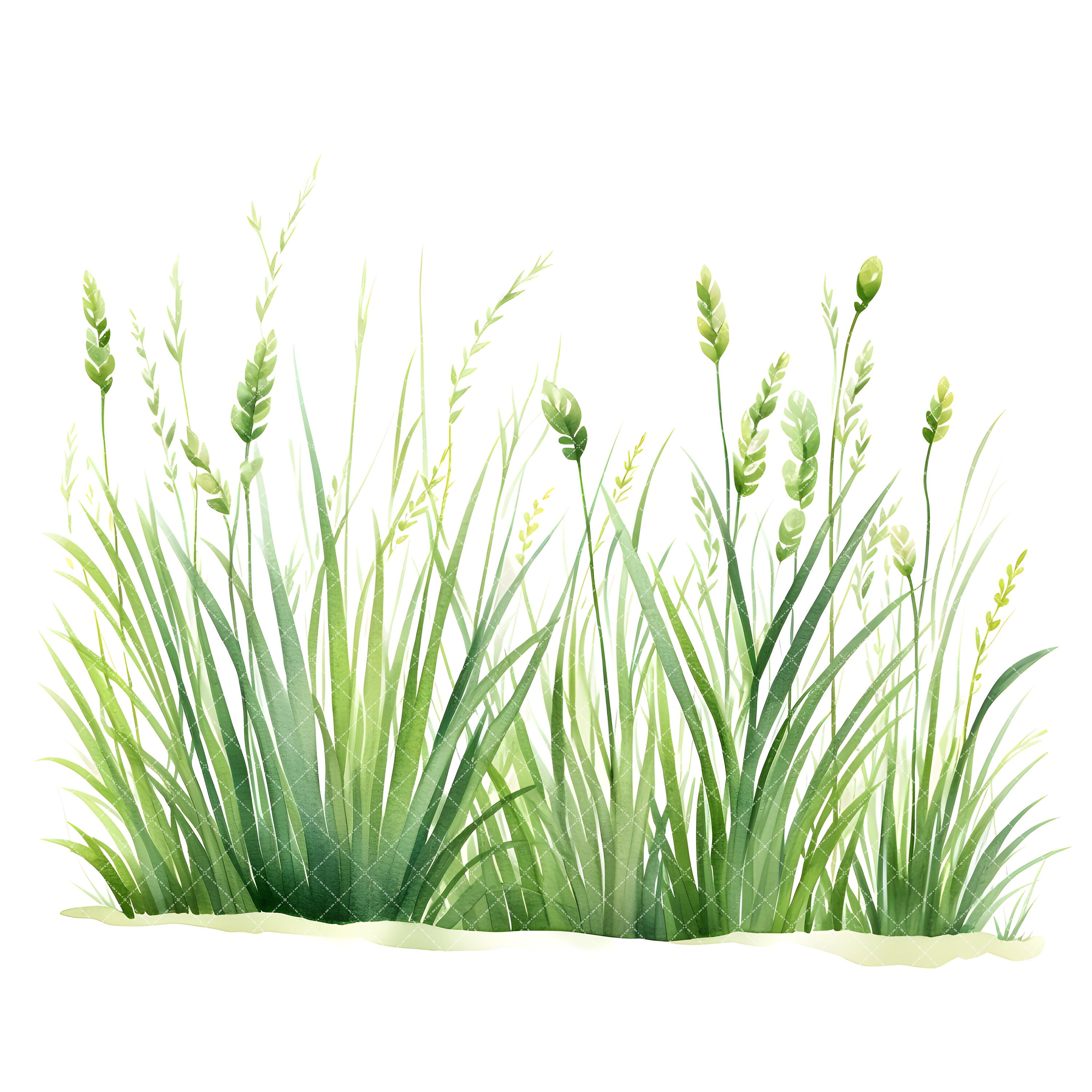 Watercolor Grass Clipart Spring Tufts of Botanical Grass Wild Grass ...
