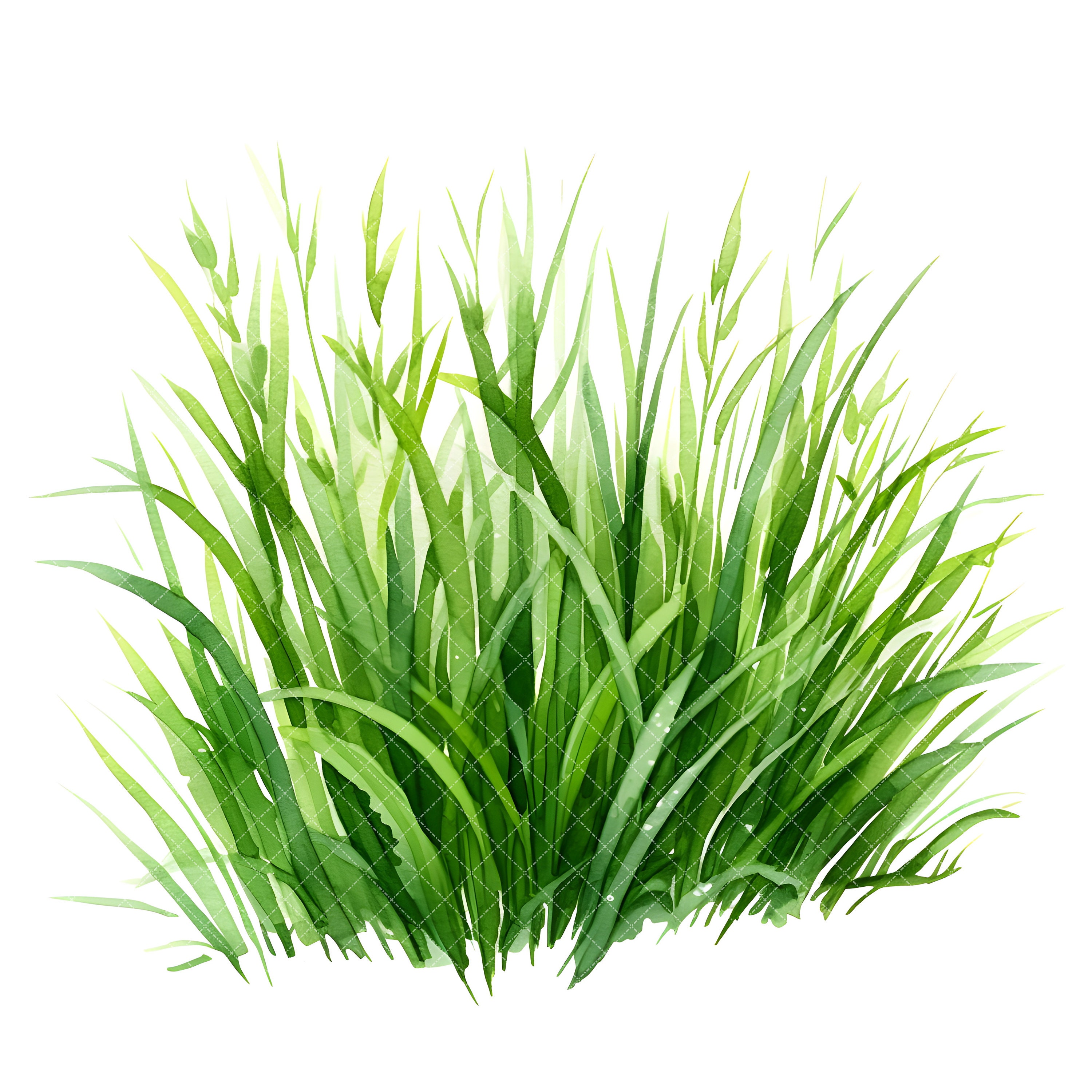 Watercolor Grass Clipart Spring Tufts of Botanical Grass Wild Grass ...
