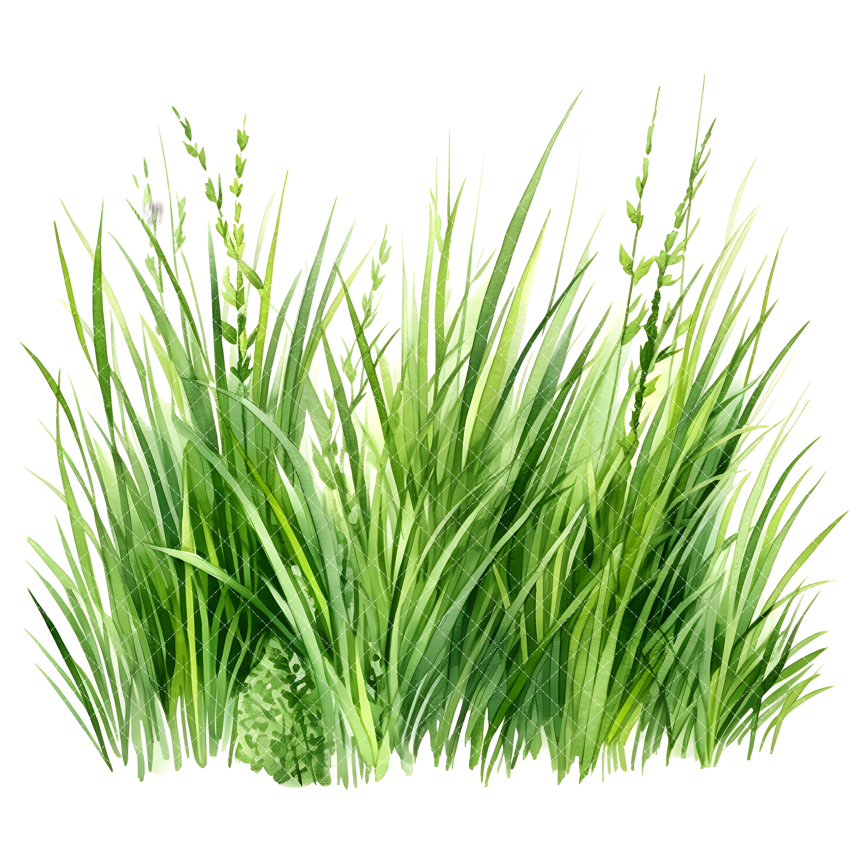 Watercolor Grass Clipart Spring Tufts of Botanical Grass Wild Grass ...