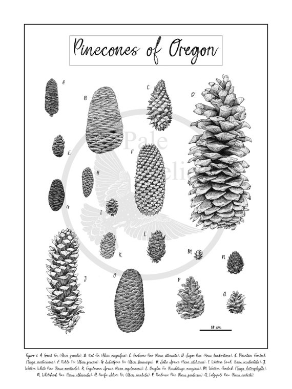 Pine Cone Scientific Illustration