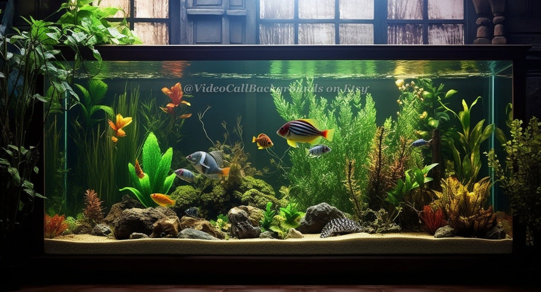 Virtual Video Call Background | Aquarium | Image for Zoom, Video Calls ...