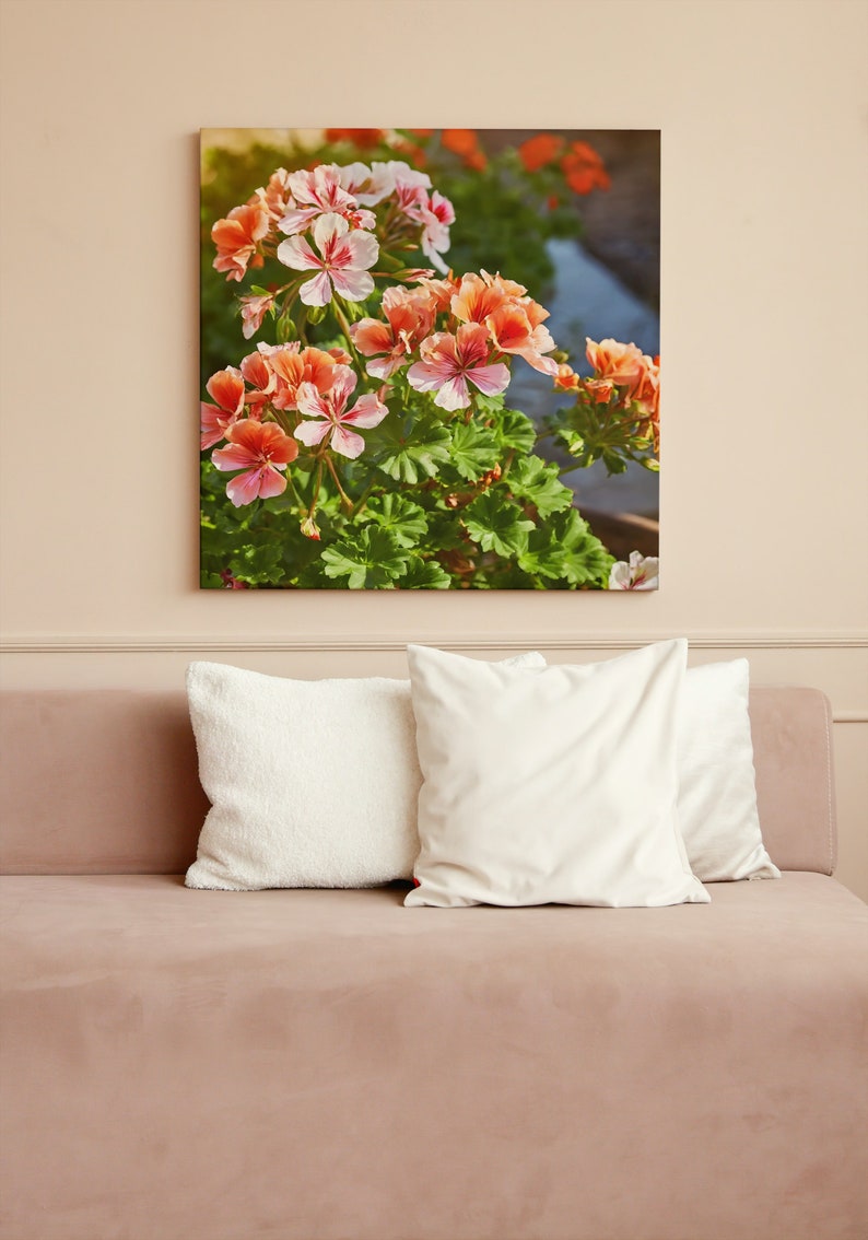 Printable Geraniums Pelargonium Flower in Garden Wallpaper, Digital ...