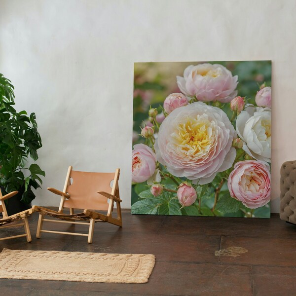 David Austin Roses - Etsy