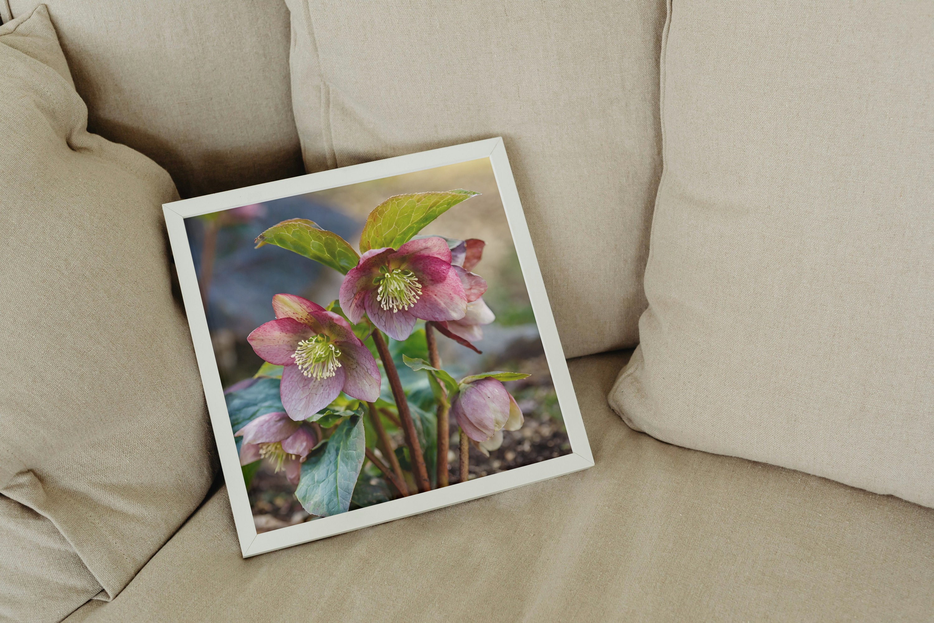 Printable Helleborus Orientalis Flower in Garden Wallpaper, Digital ...