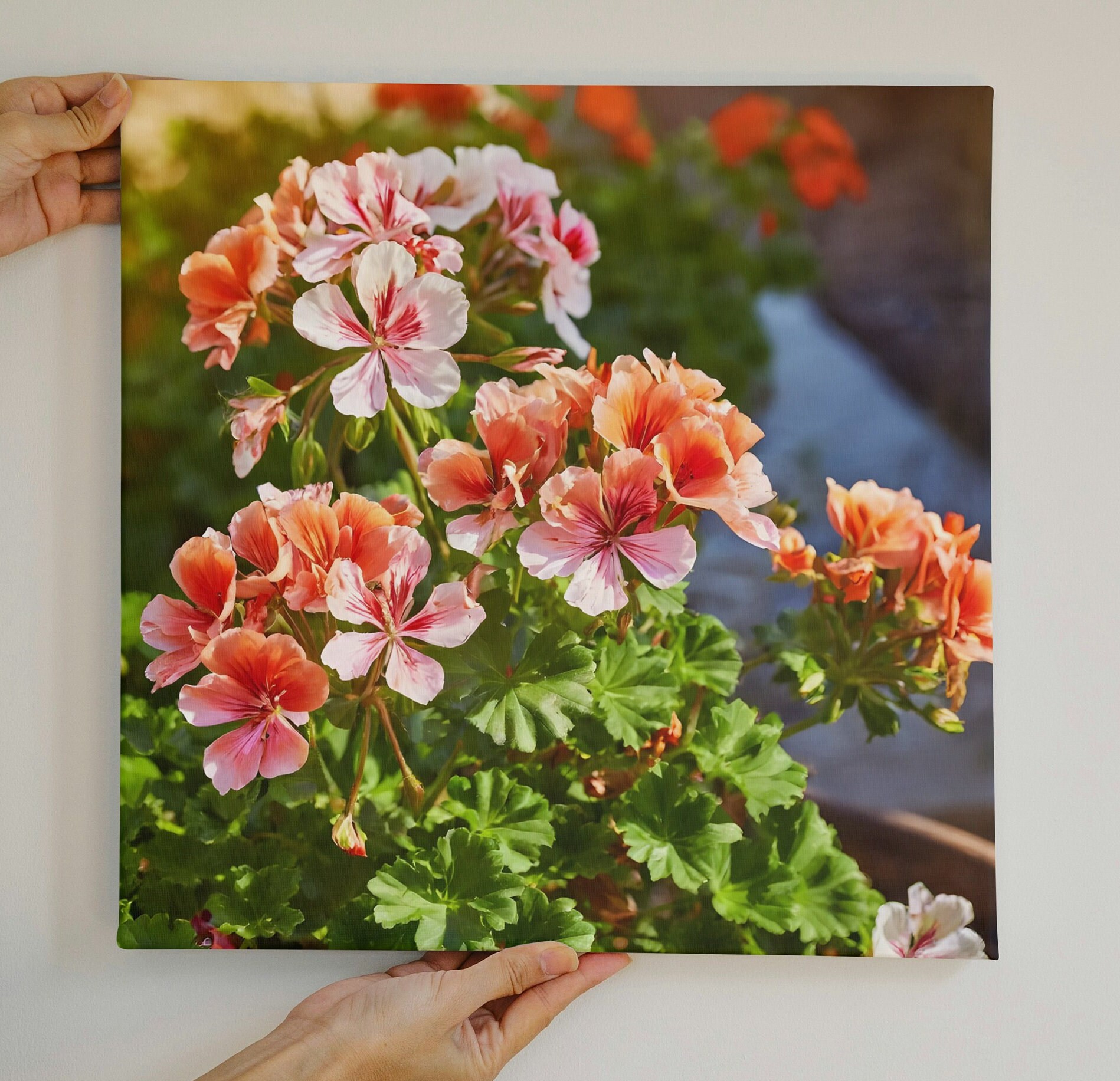 Printable Geraniums Pelargonium Flower in Garden Wallpaper, Digital ...
