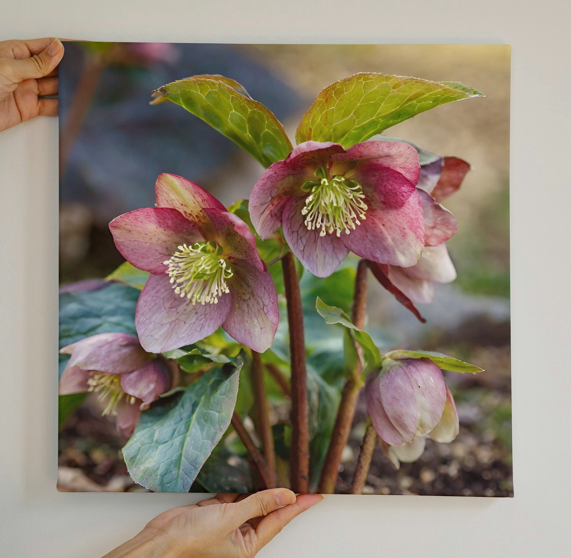 Printable Helleborus Orientalis Flower in Garden Wallpaper, Digital ...