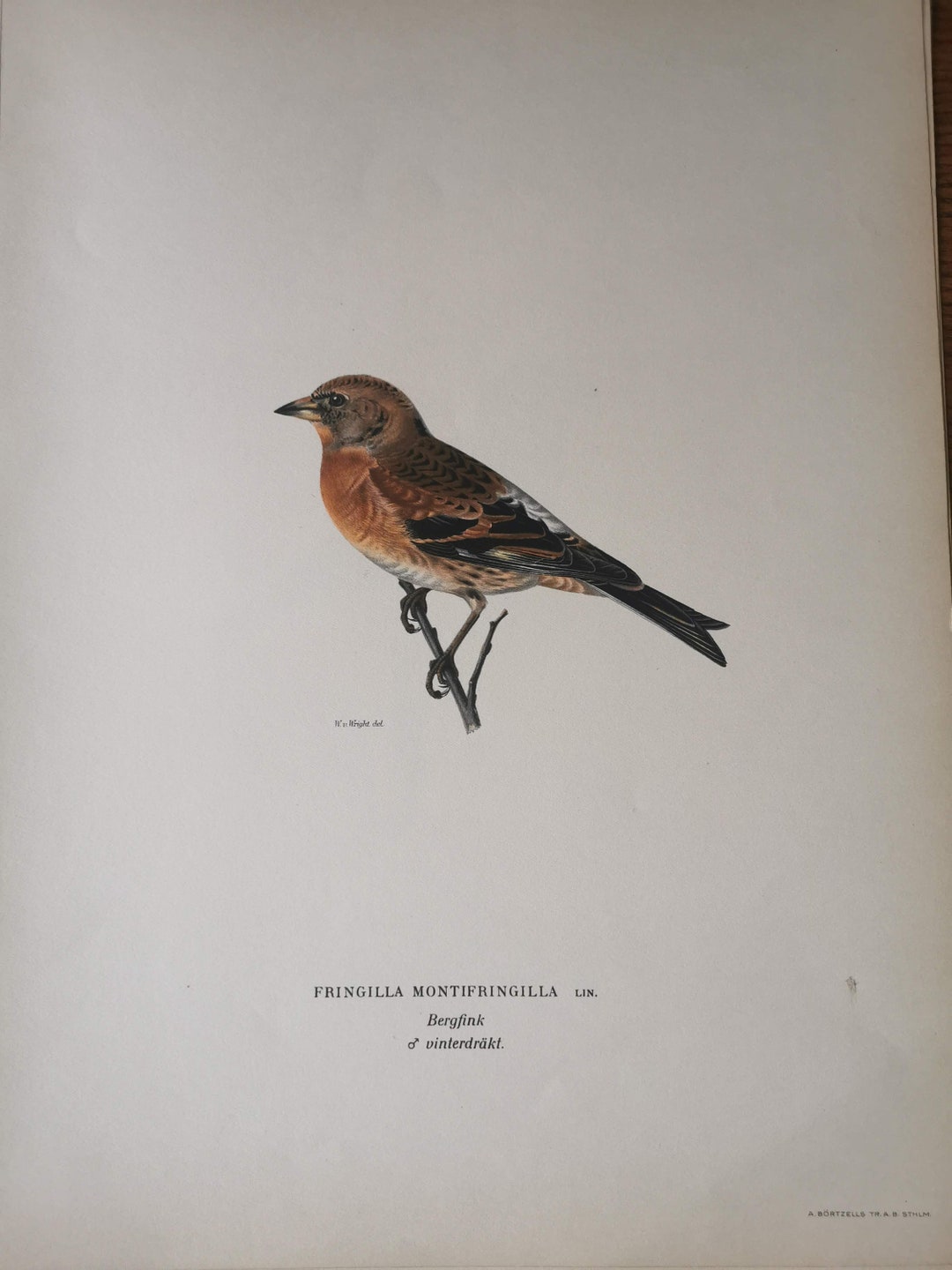 Group of 4 Chromolithograph Prints by Carl Magnus Von Wright 1804-1868 ...