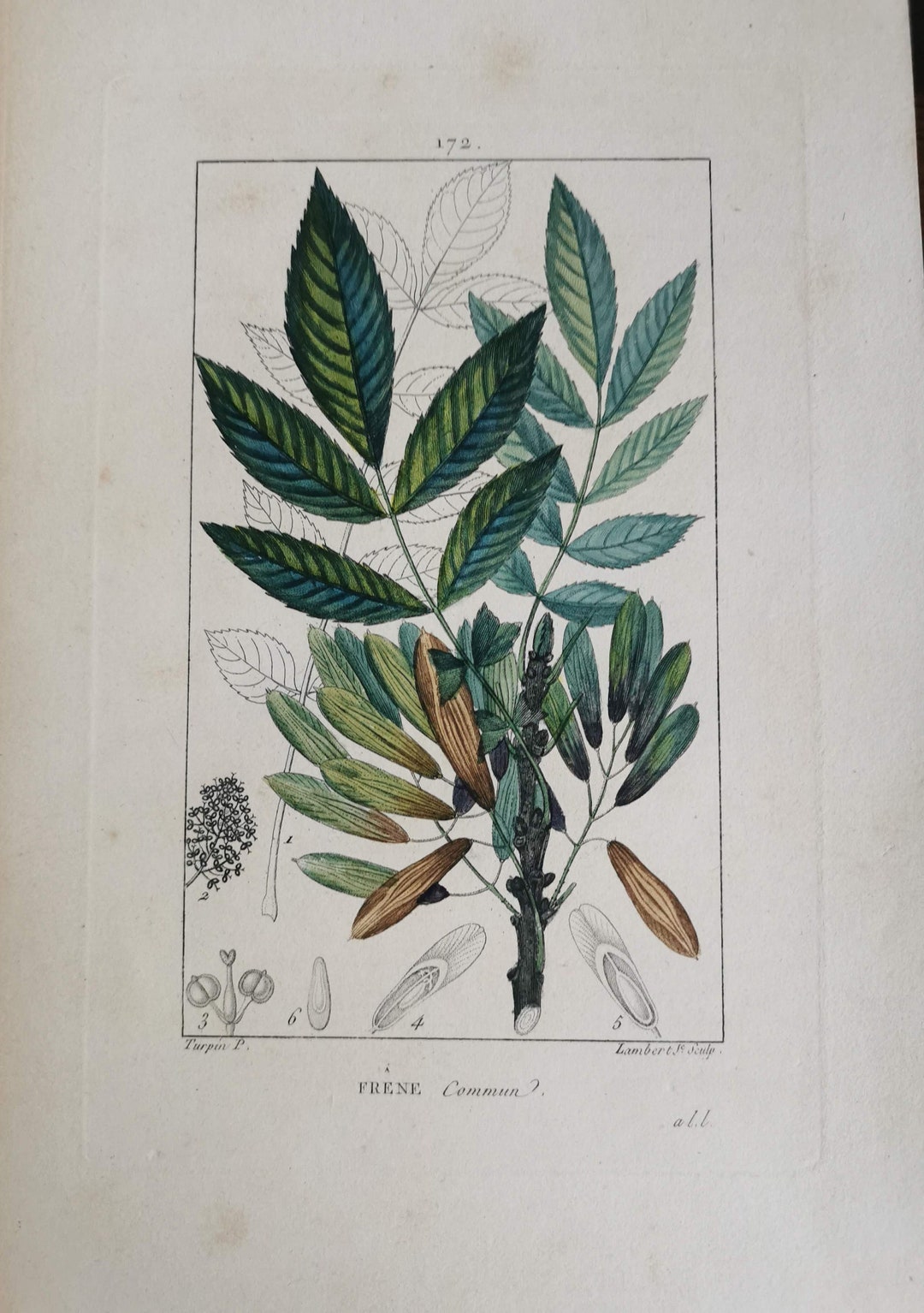 Group of 6 Botanical Prints by P.J.F. Turpin, Antique 17 Cm X27 Cm ...