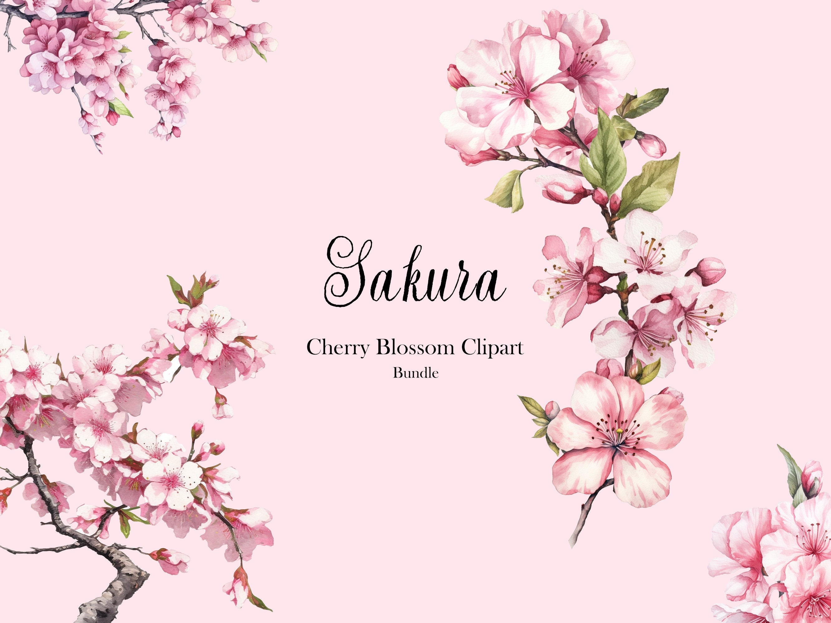 Sakura Cherry Blossom Clipart Floral Spring Summer Clipart Watercolor ...