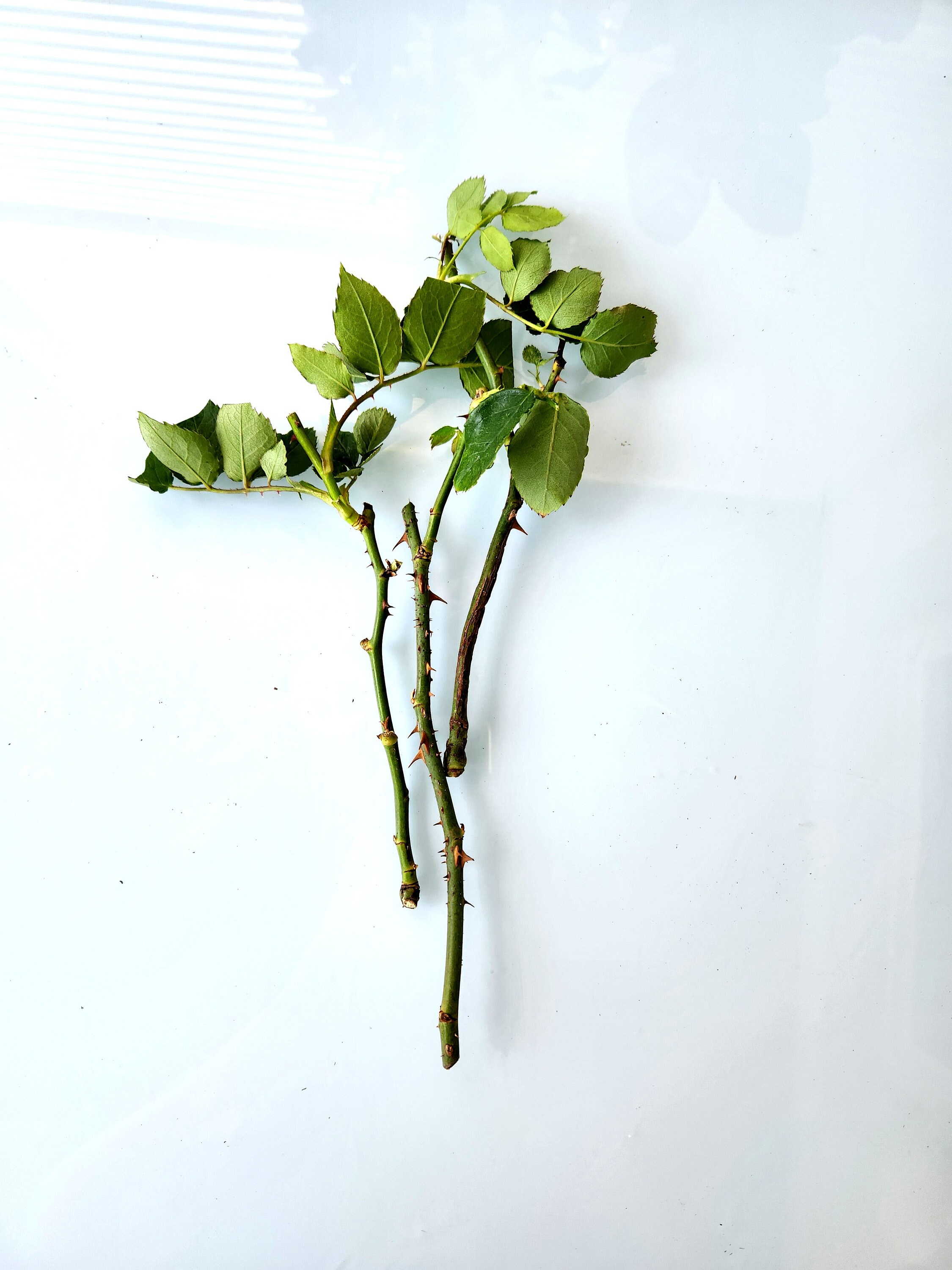 Rose Stems Cuttings for Propagation, Fresh Cuttings, Rose Plant ...