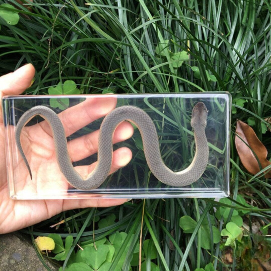 Snake Real Bone Reptile Sample Artificial Amber Squeezer Resin Arts and ...