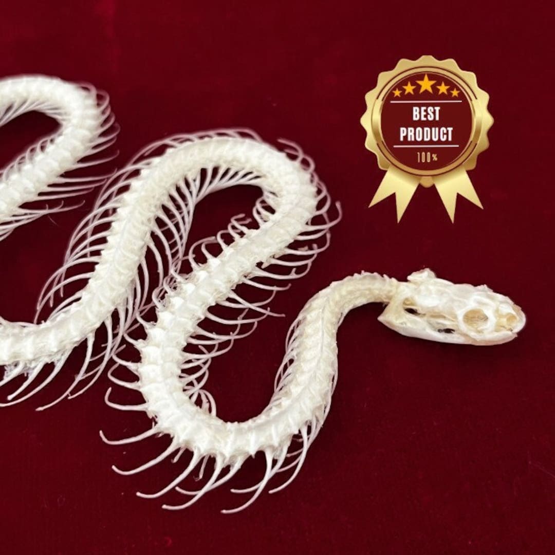 Snake Real Taxidermy Skull, Animal Bones for Crafts, Skull Home Decor ...