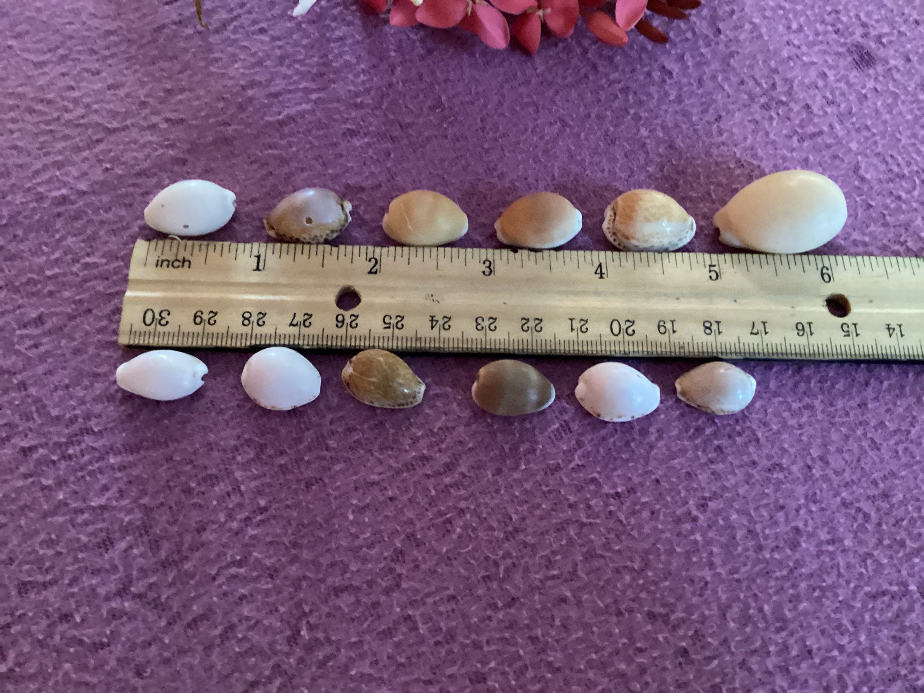 Authentic Atlantic Cowrie Shells - Etsy