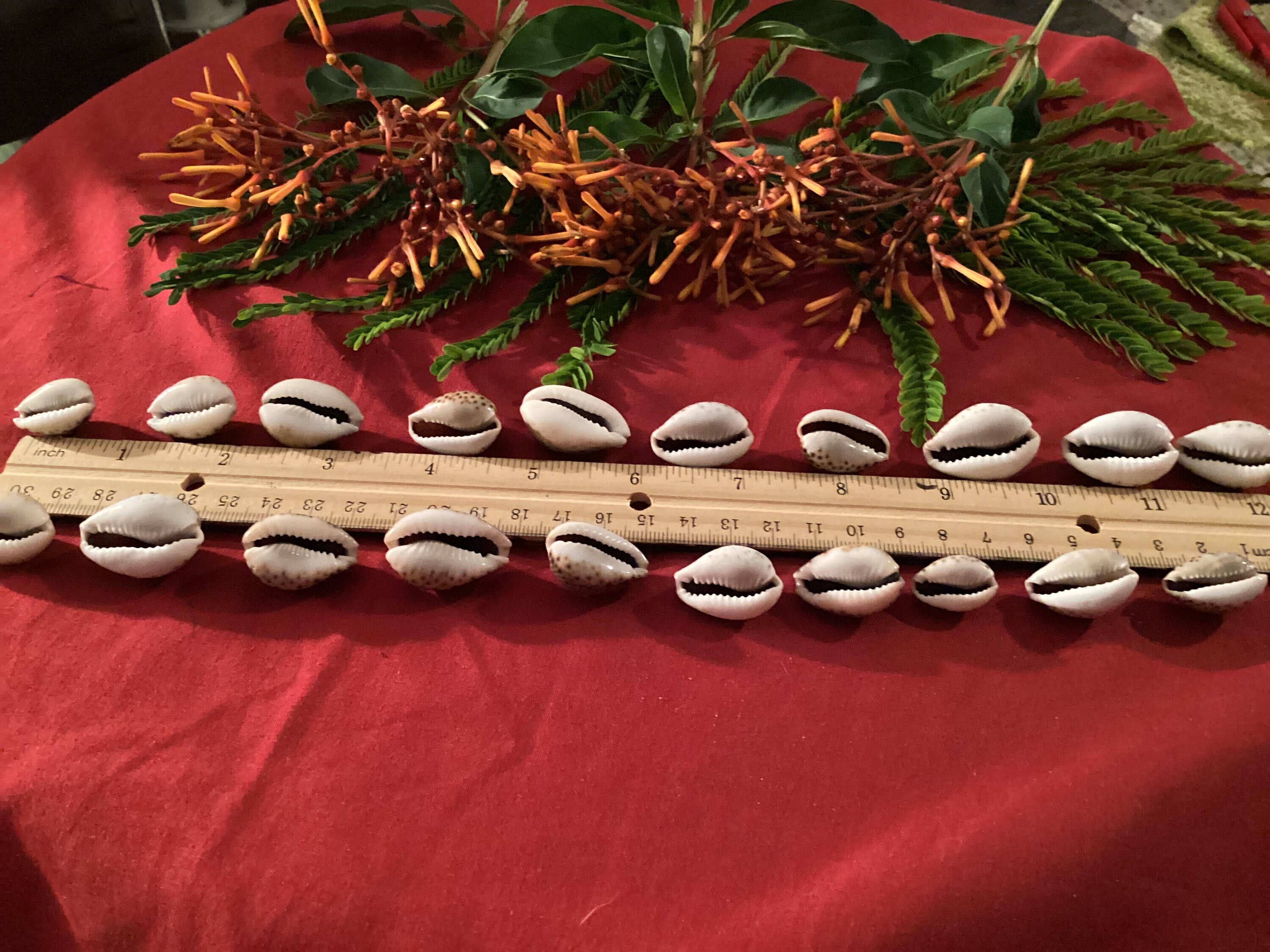 Authentic Atlantic Cowrie Shells 3 - Etsy