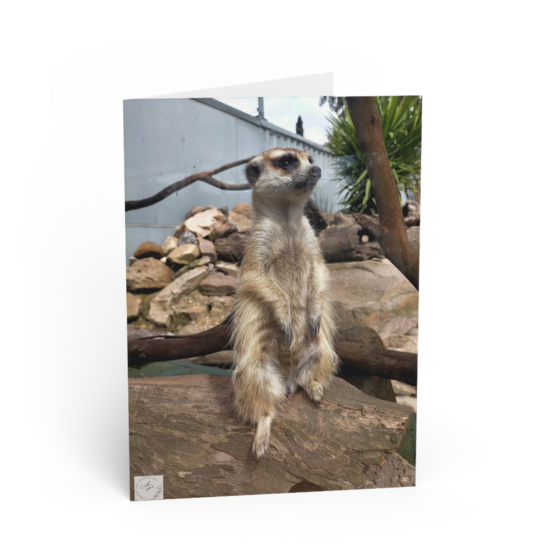 Greeting Card Meerkat - Etsy