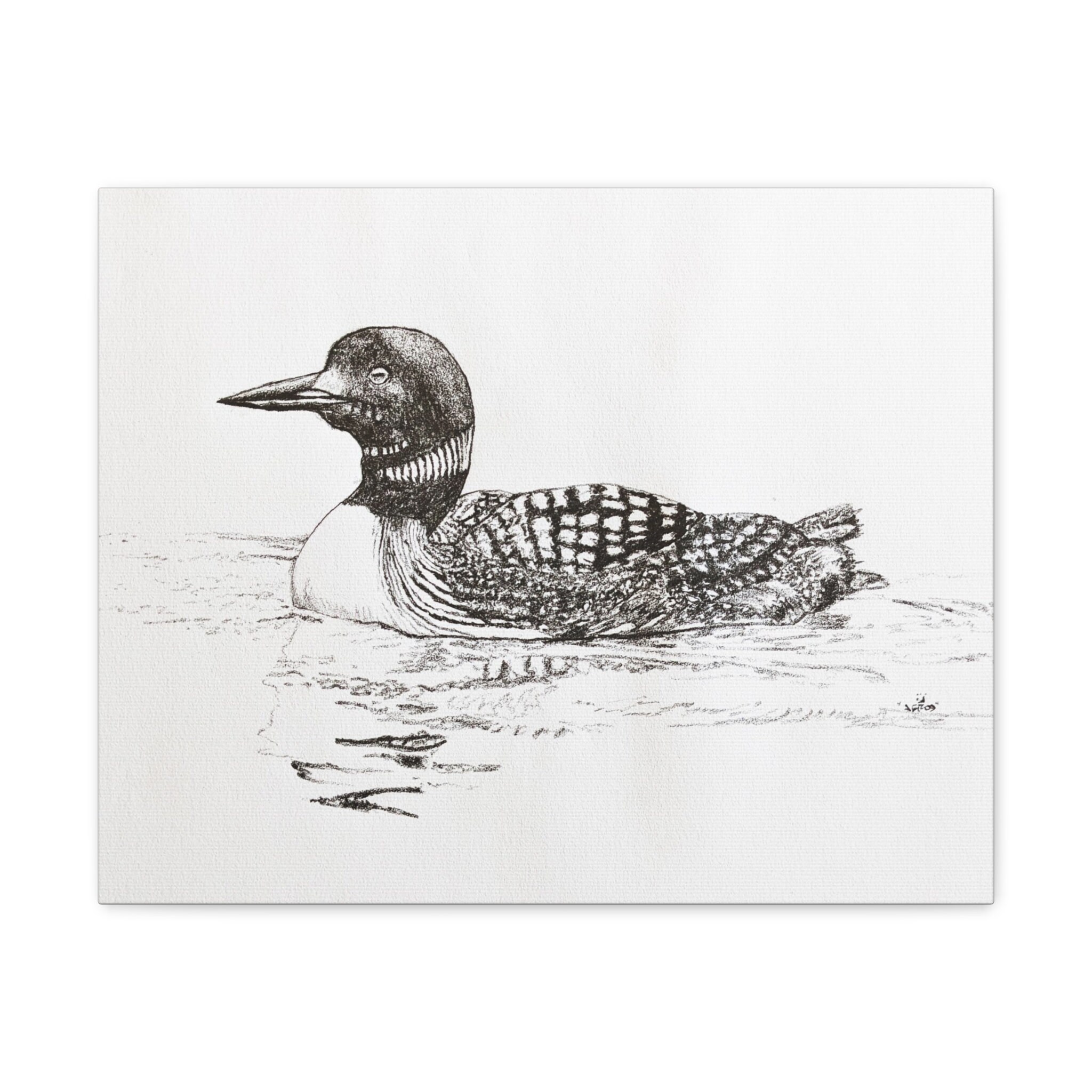 Loon Drawing Printed on Canvas in Multiple Sizes - Etsy