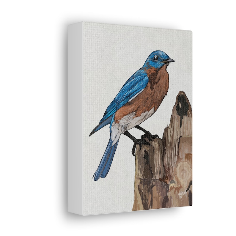 Eastern Bluebird Drawing Printed on Canvas in Multiple Sizes - Etsy