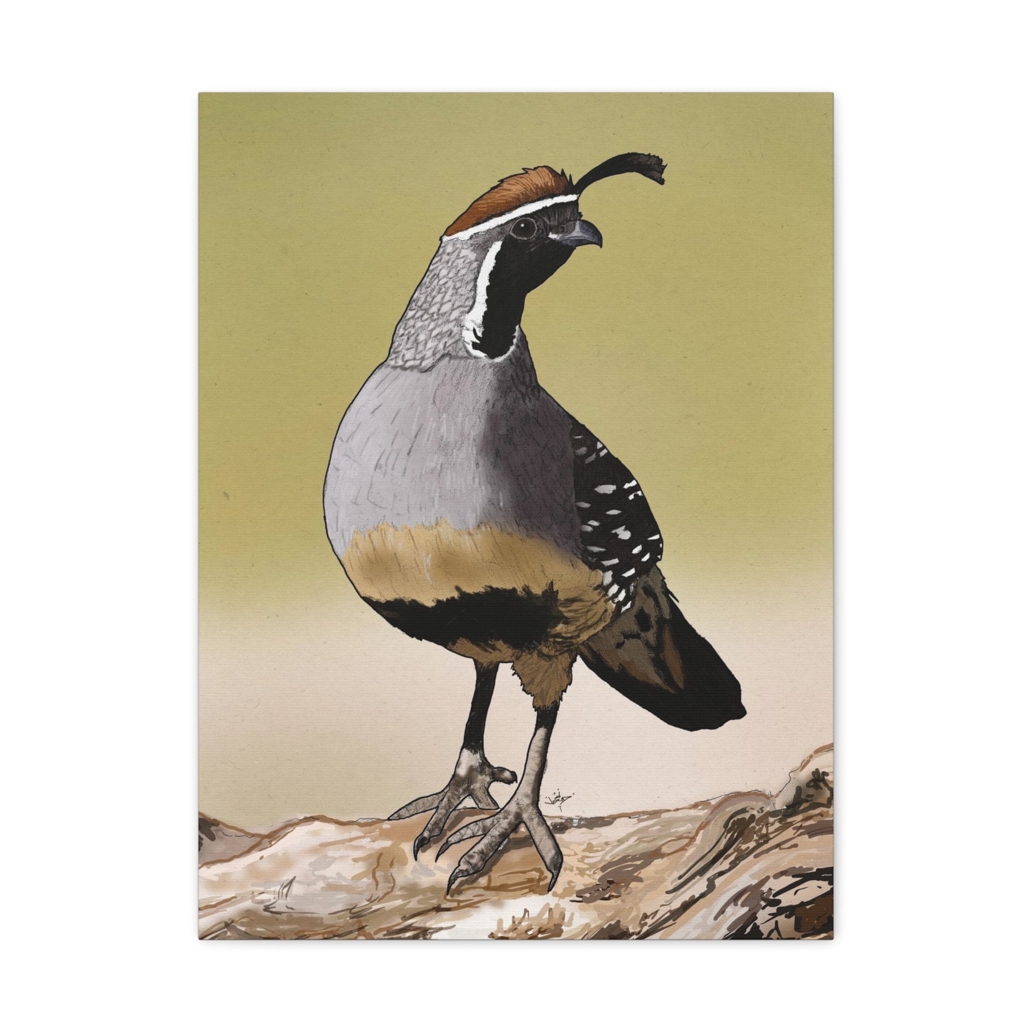Quail Drawing Printed on Canvas in Multiple Sizes - Etsy