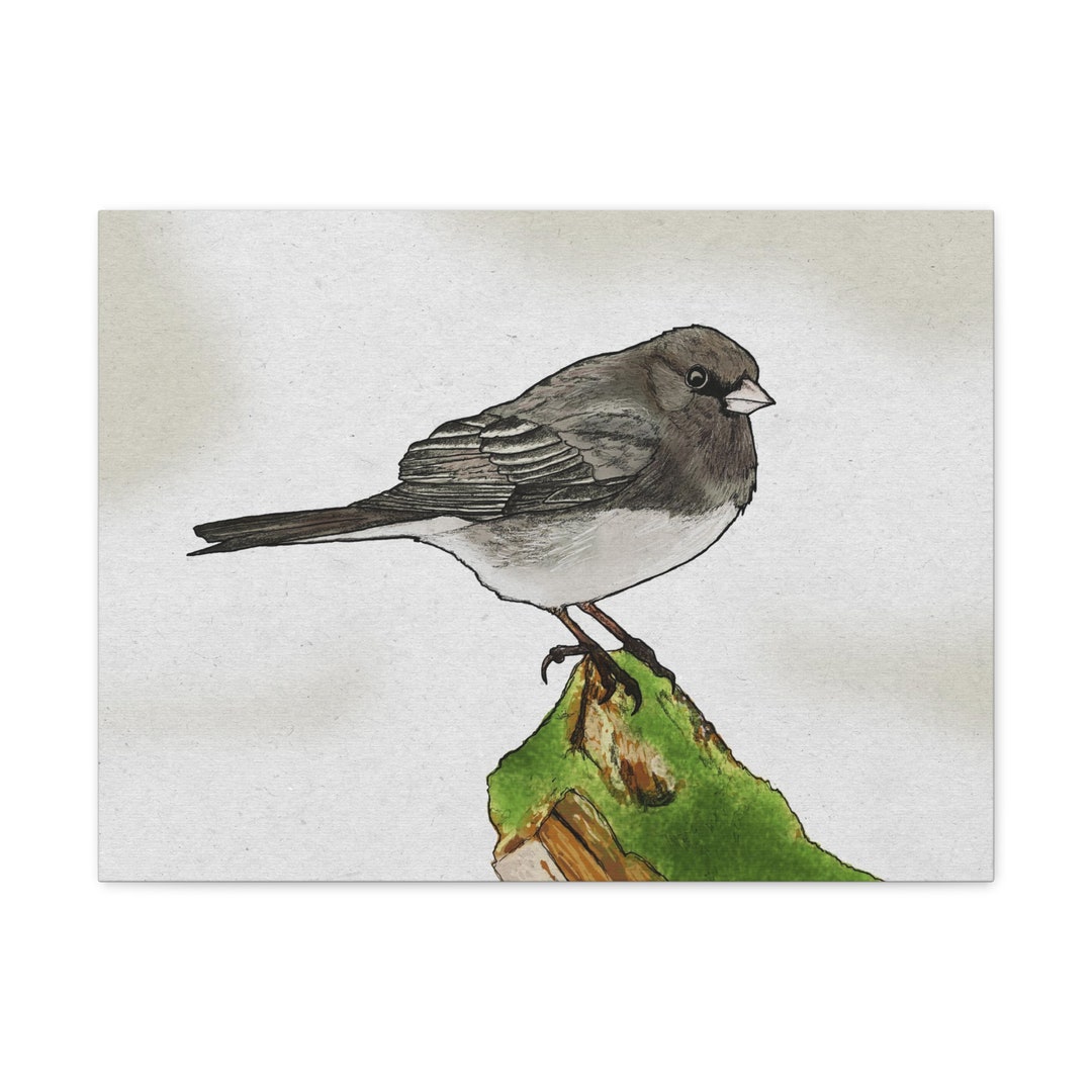 Dark-eyed Junco Drawing Printed on Canvas in Multiple Sizes - Etsy