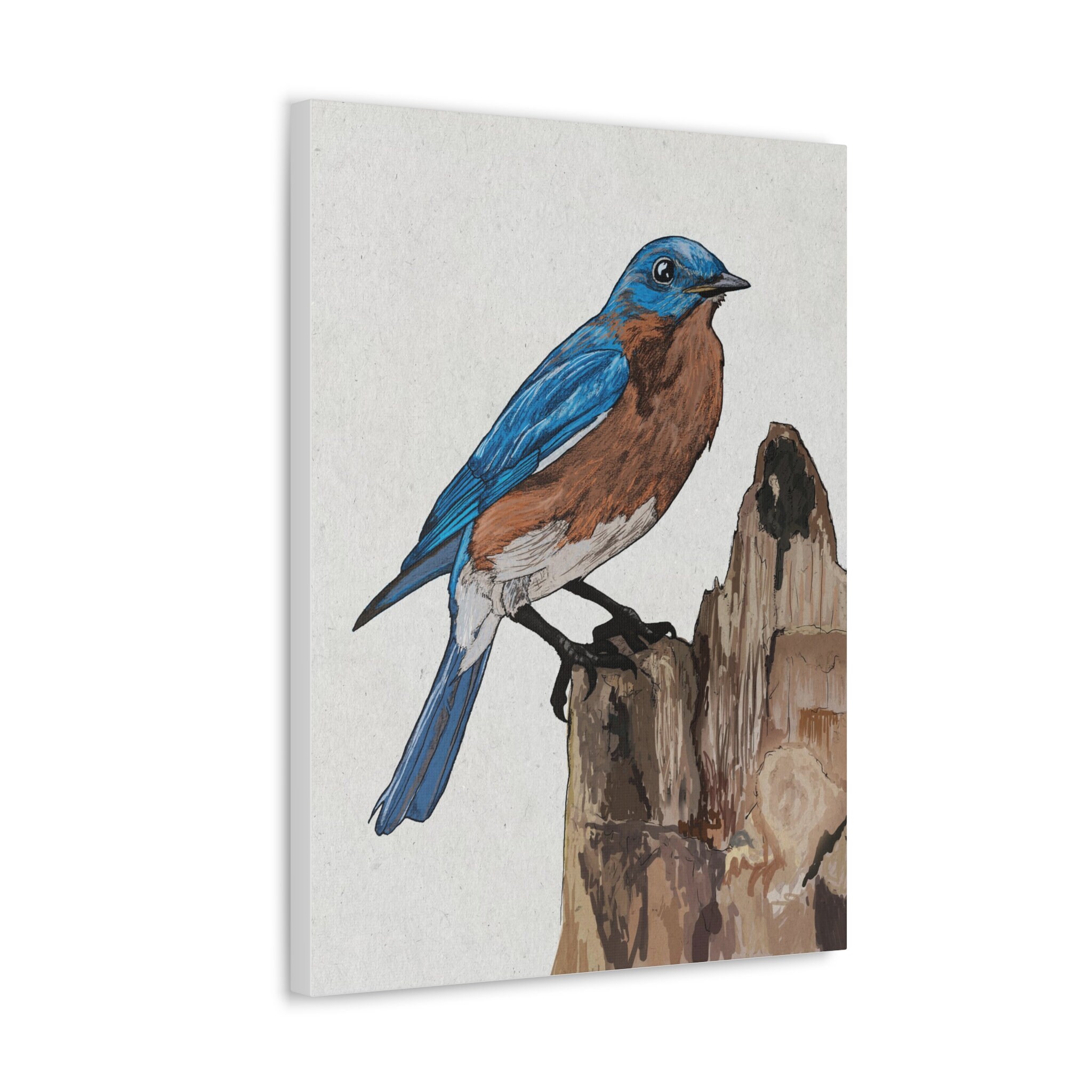 Eastern Bluebird Drawing Printed on Canvas in Multiple Sizes - Etsy
