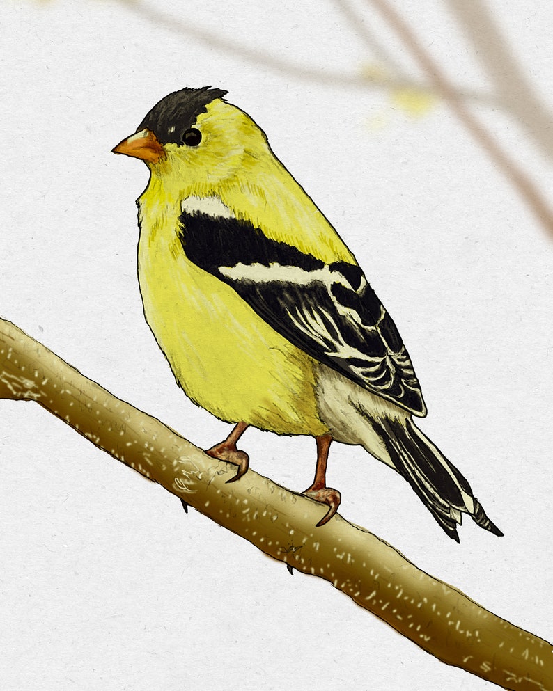Goldfinch Drawing Digital Download Print in 5 Sizes - Etsy