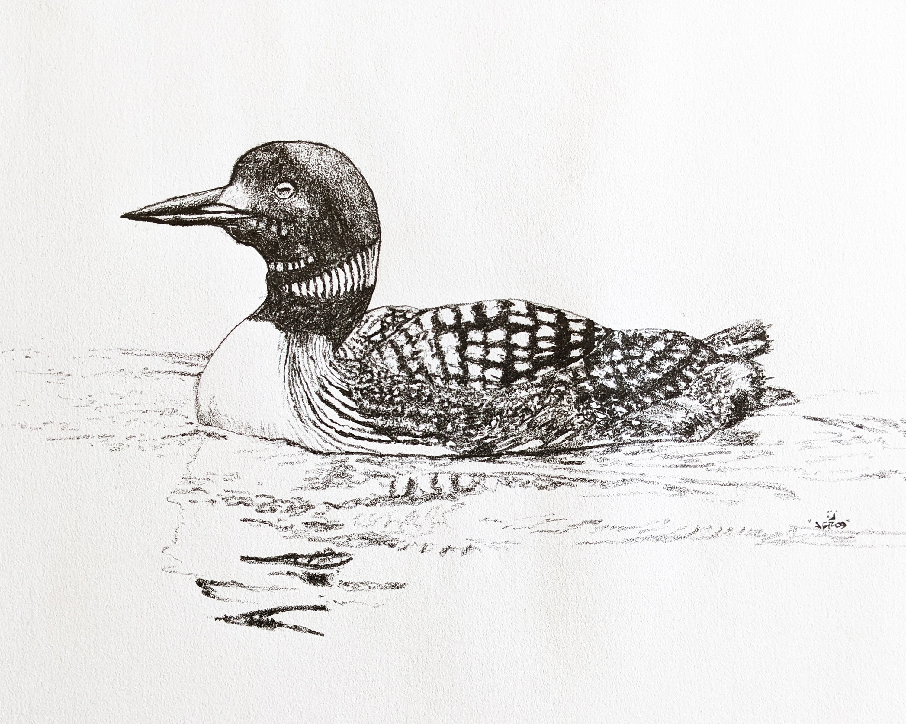 Loon Pencil Drawing Digital Download Print in 5 Sizes - Etsy