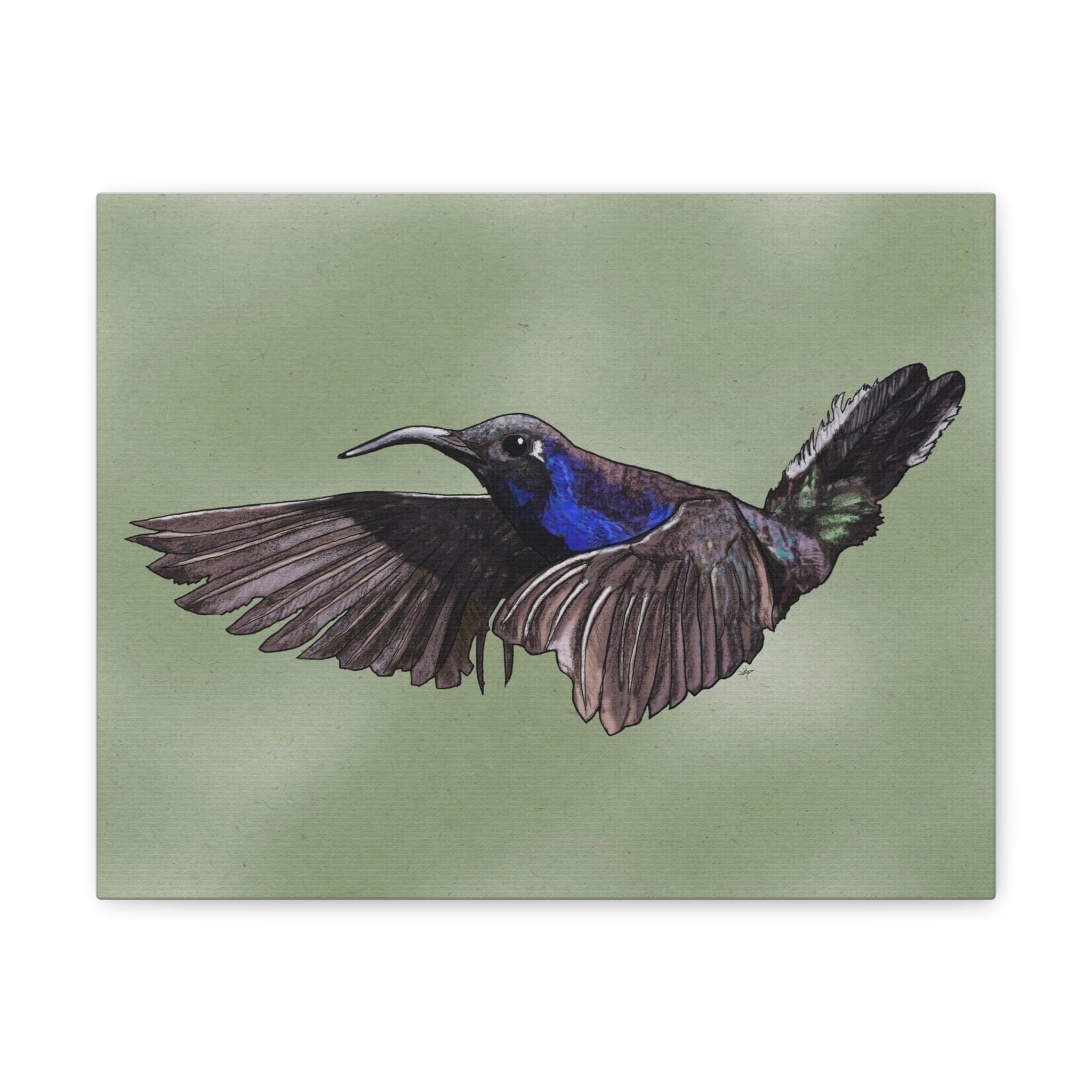 Hummingbird Drawing Printed on Canvas in Multiple Sizes - Etsy