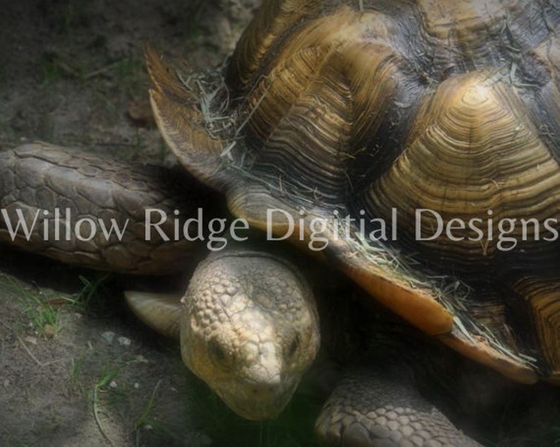 5 Wild Animal Phone Wallpapers I Lock Screen Backgrounds I - Etsy