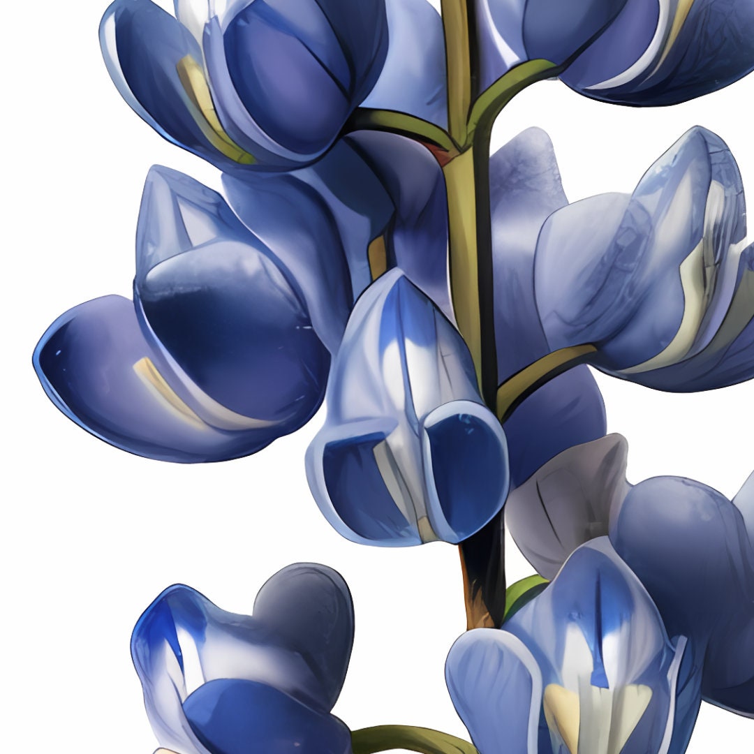 Texas Bluebonnet, Digital Drawing of a Native Texas Wildflowers ...