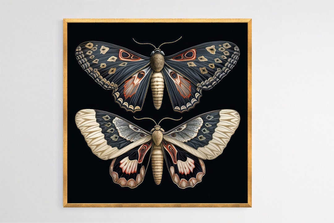 Large Moth Wall Art, Vintage Moth Prints, Printable Wall Art, Teen Wall ...