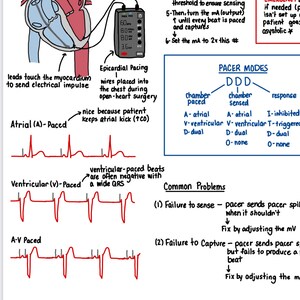 Hemodynamics Notes - Etsy