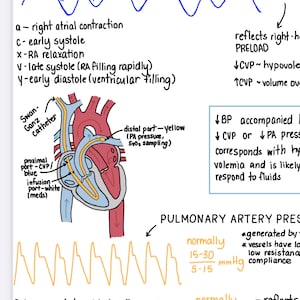 Hemodynamics Notes - Etsy