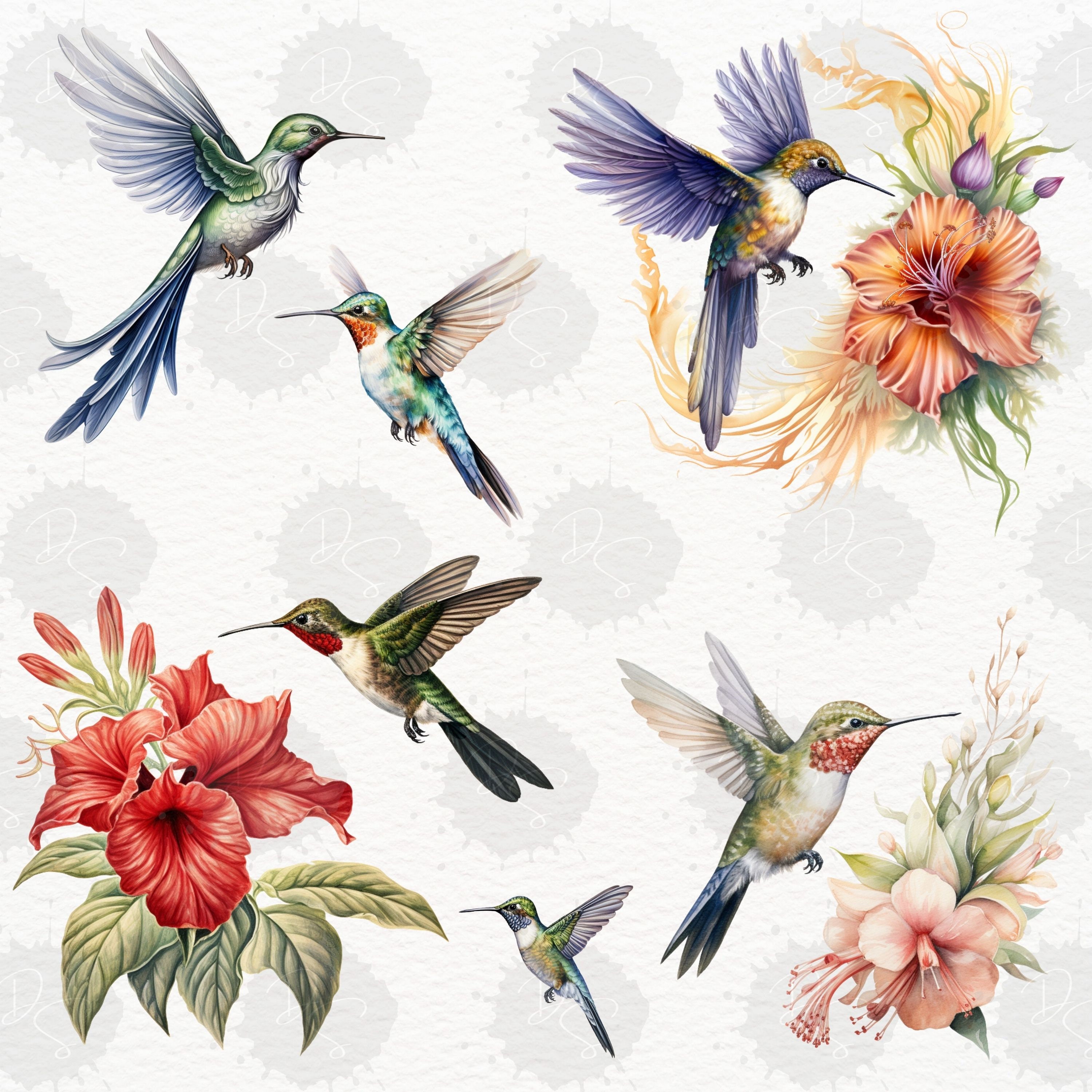 Hummingbird Png, Watercolor Bundle, Exotic Birds, Hummingbird Art ...