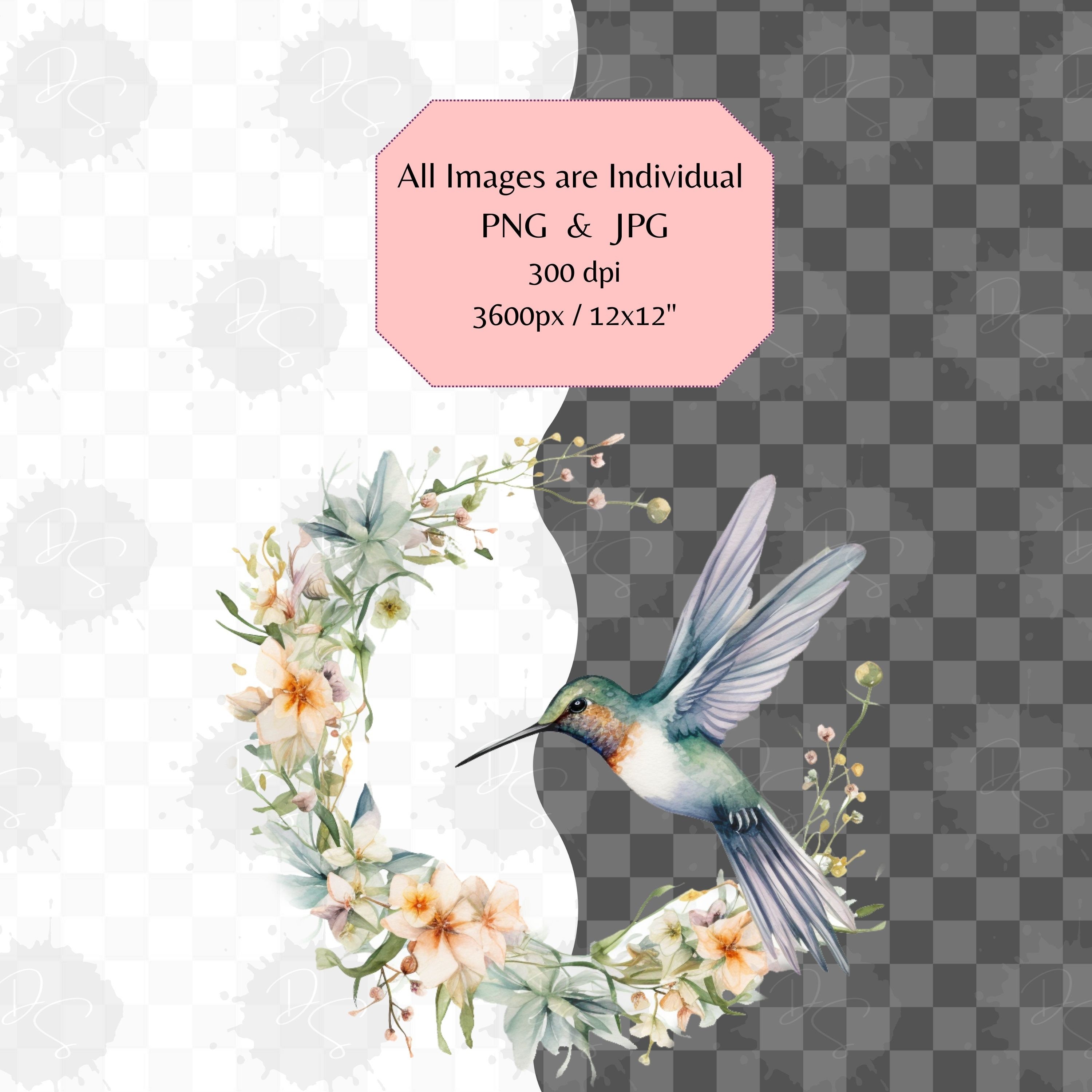 Hummingbird Png, Watercolor Bundle, Exotic Birds, Hummingbird Art ...
